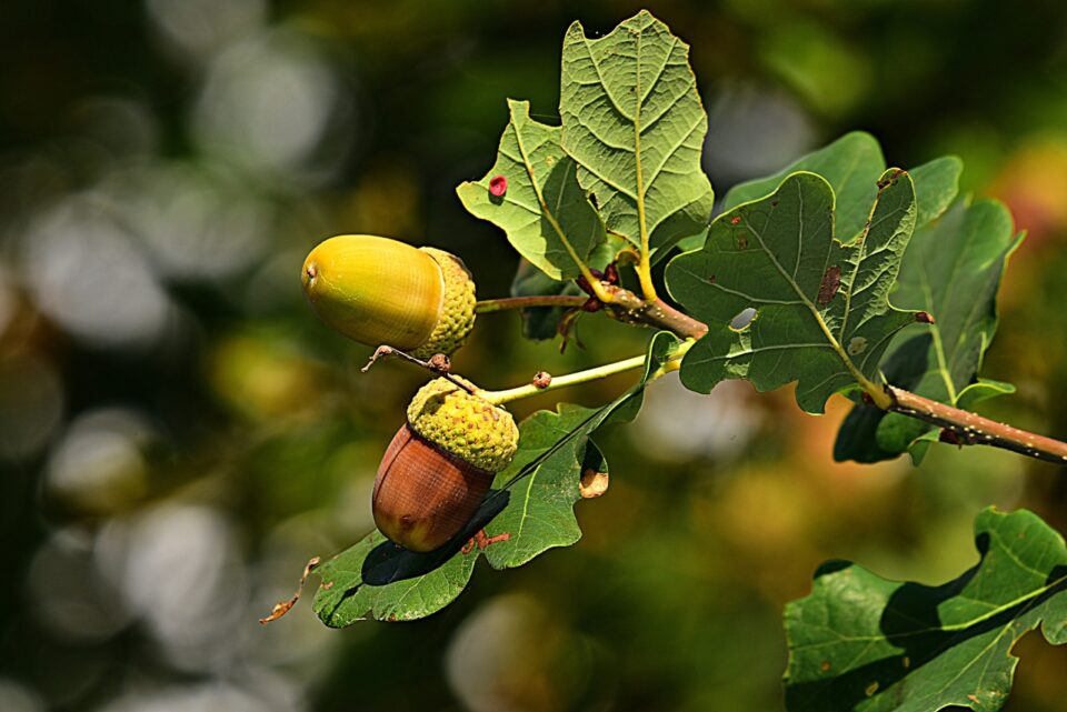 Why There Are So Many Acorns Falling In Georgia This Year