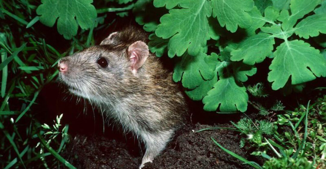 Winter Rodent Activity Increases In Pennsylvania Backyards This December