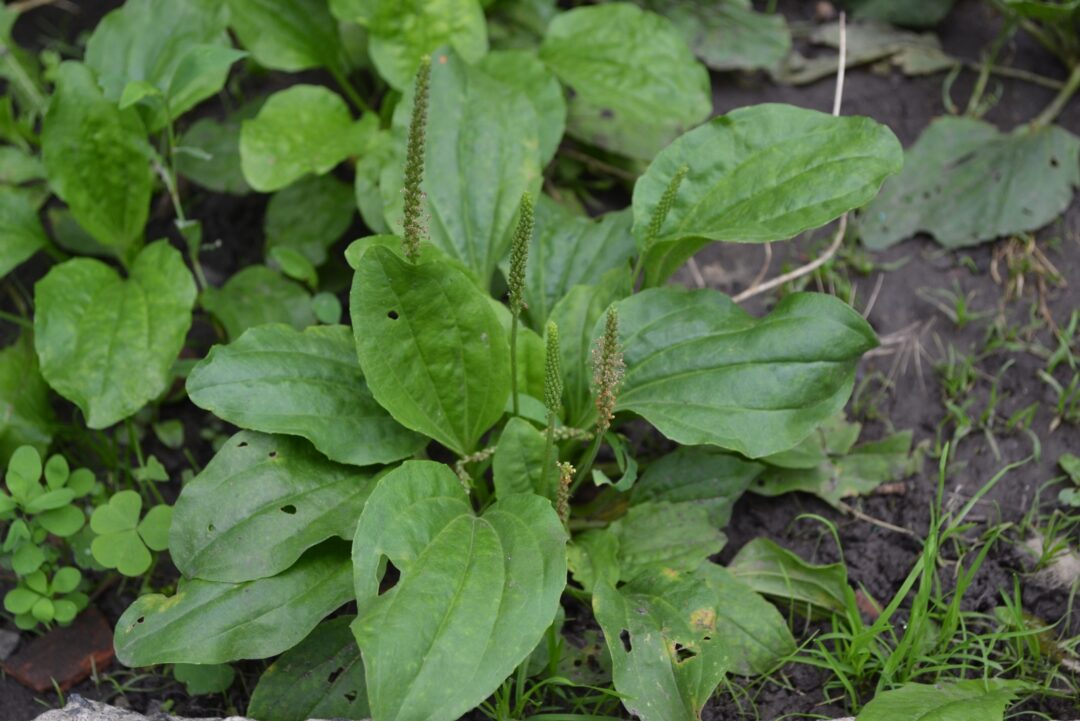You See This Plant Everywhere And Never Realized How Powerful It Is