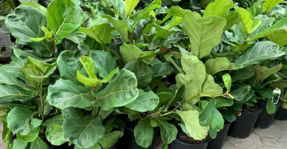 10 Best Plants Georgia Homes Use For A Jungle Vibe This Year