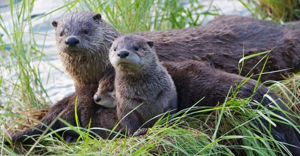 10 Clear Signs A River Otter Passed Through Your Minnesota Yard Without ...