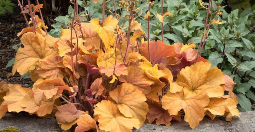 10 Eye-Catching Coral Bells Varieties North Carolina Homeowners Should ...