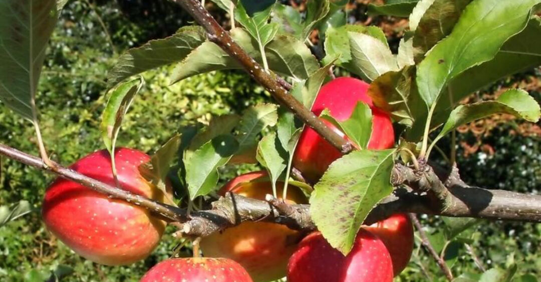 10 Fruit Trees That Can Produce Fruit For Over 100 Years In Georgia ...