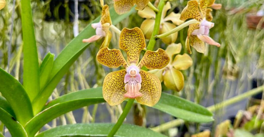 10 Indoor Plants That Make Your Home Smell Incredible This Winter