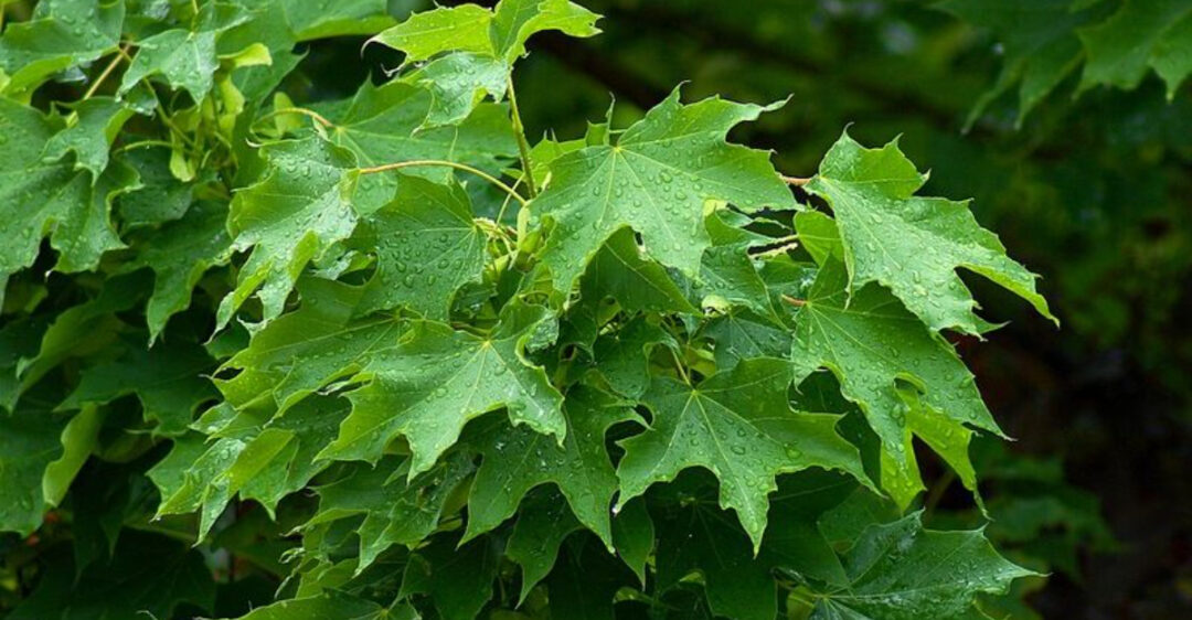 10 Invasive Plants In Pennsylvania That Are Much Easier To Remove ...
