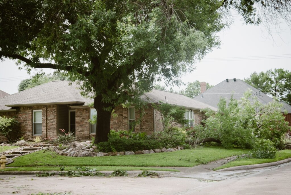 10 Trees In Georgia That Could Lead To A Fine If You Don't Remove Them