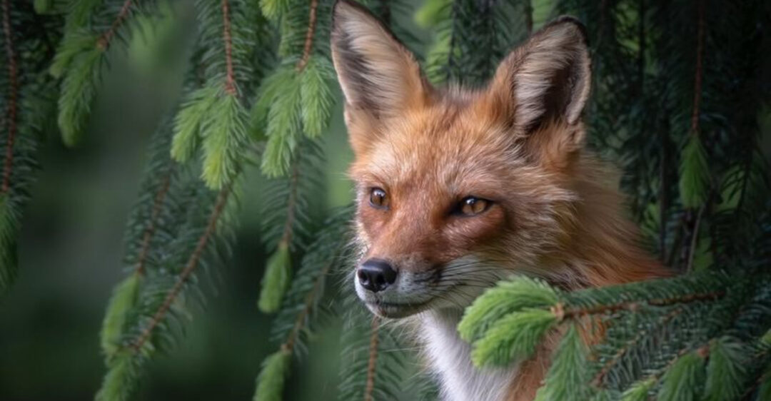 10 Wisconsin Yard Animals That Can Bring A Sense Of Hope