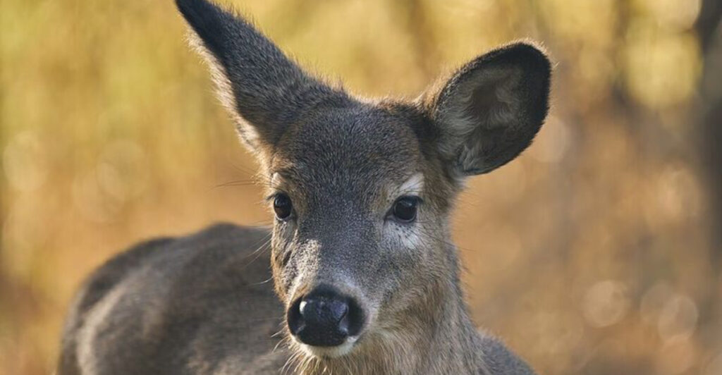 11 Animals In Your Pennsylvania Yard That Carry A Message Of Hope