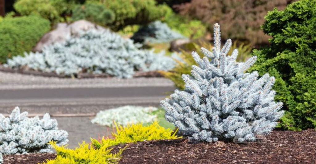 12 Evergreen Plants That Keep Colorado Yards Stunning In Every Season