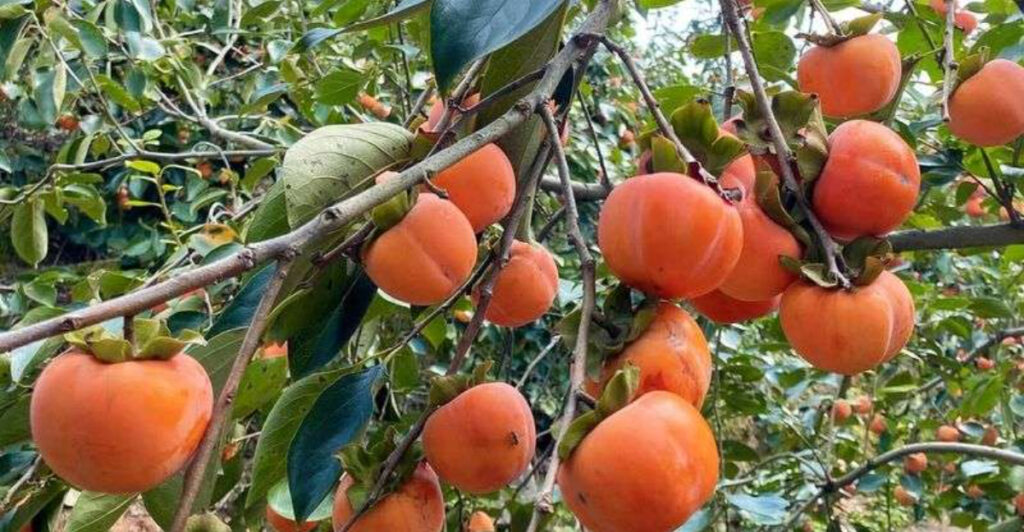 12 Fruit Trees That Can Produce Fruit For Over 100 Years In ...