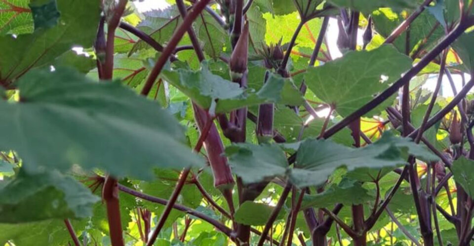 14 Florida Plants That Grow Best When Planted With The Right Companions ...