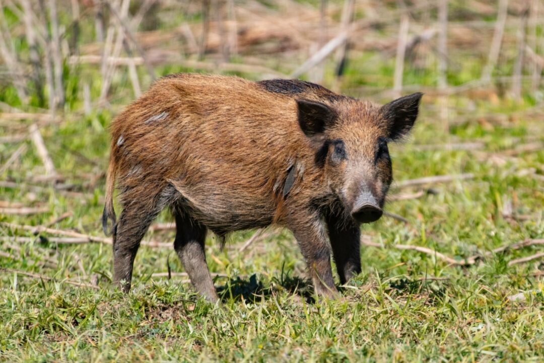 6 Things To Do When A Feral Hog Enters Your Mississippi Yard (Plus 4 ...