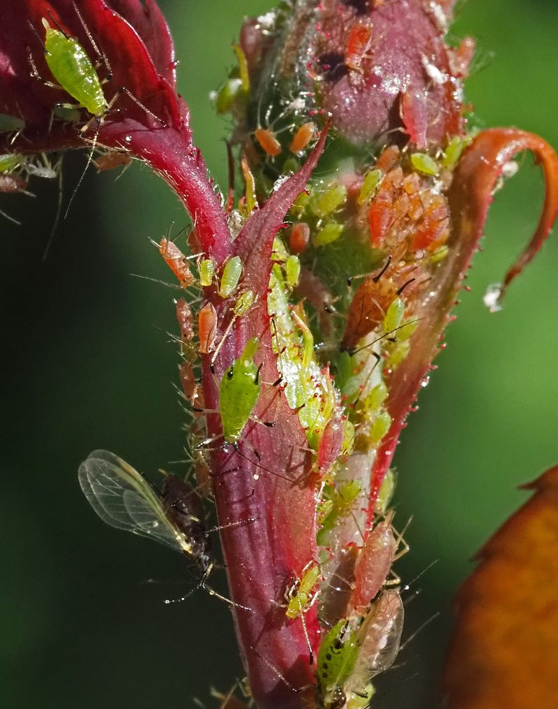 7 Bugs Miami Florida Gardeners Struggle With During Cooler Winter Months