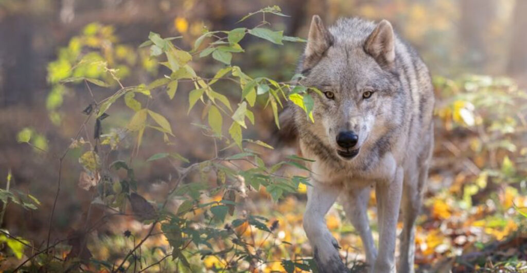 7 Signs A Wolf Passed Quietly Near Your Montana Property Without You ...
