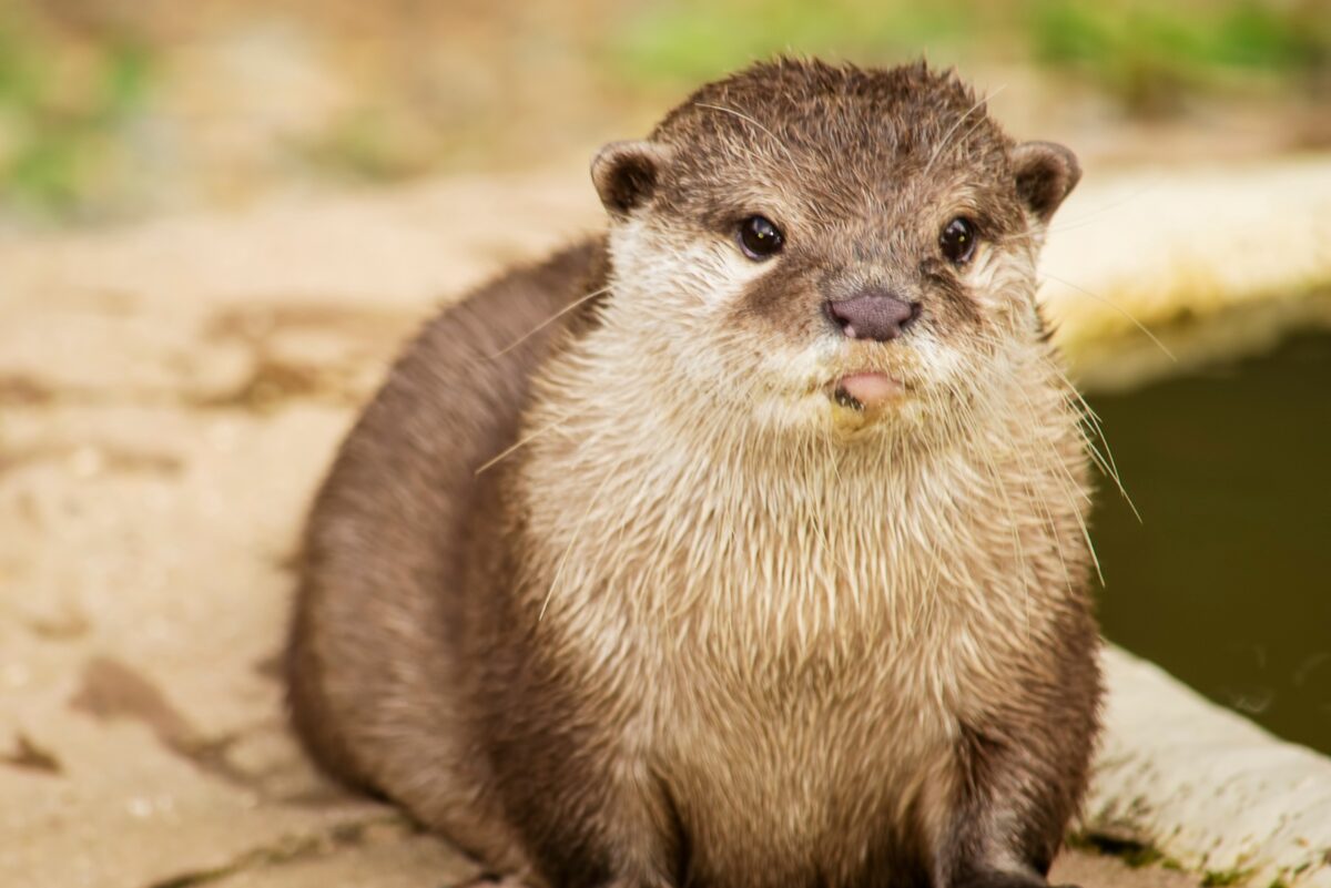 8 Things To Do If A River Otter Shows Up In Your South Carolina Yard ...
