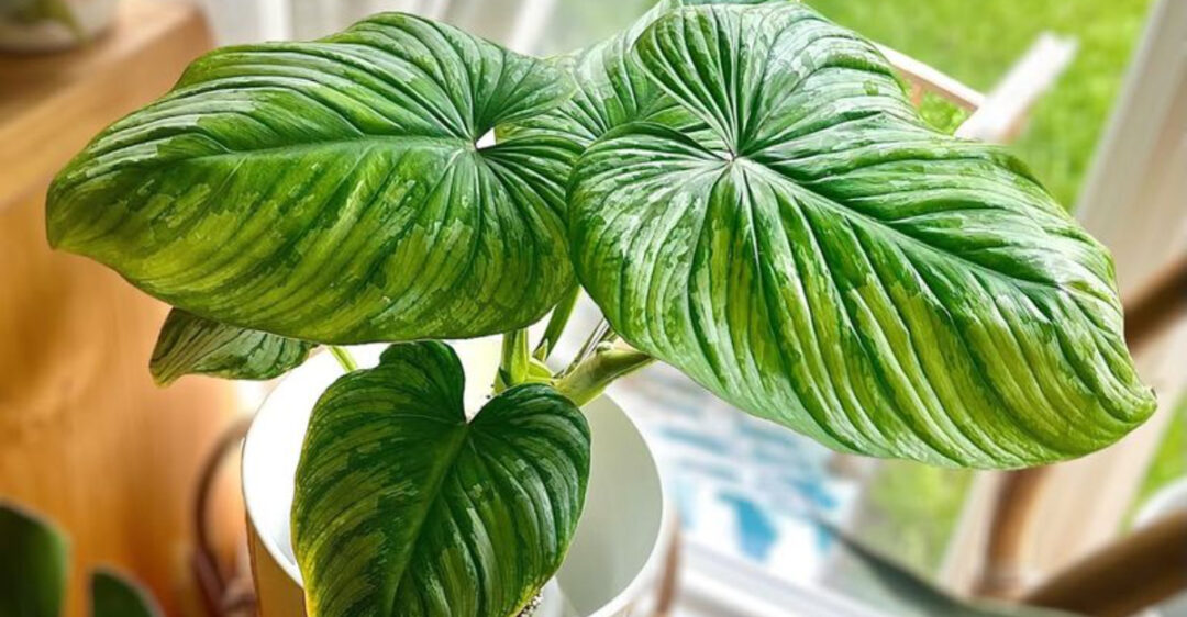 9 Beautiful Rare Philodendrons Georgia Indoor Gardeners Want Right Now