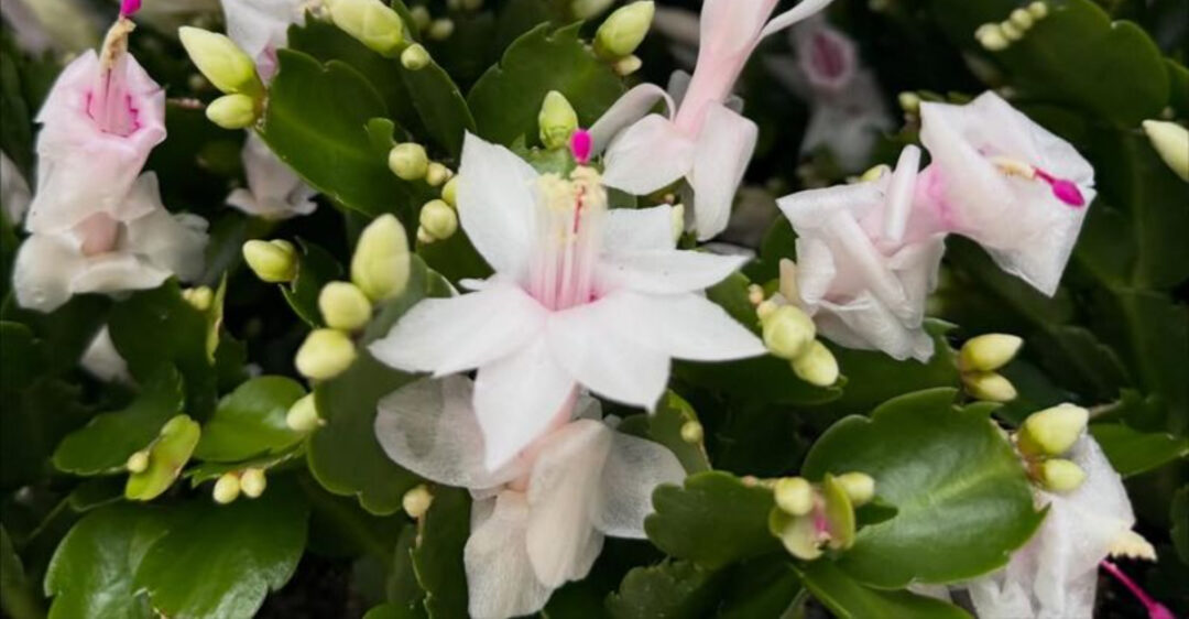 9 Christmas Cactus Types California Growers Keep Adding To Their ...