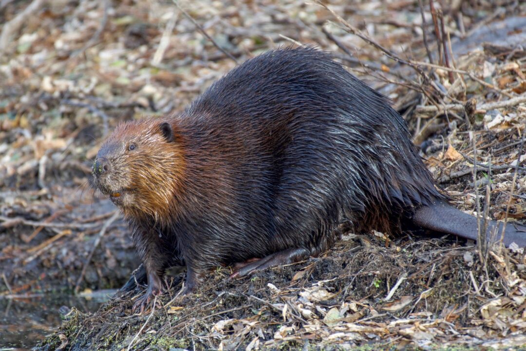 9 Clear Signs A Beaver Has Been Active Near Your Michigan Backyard Pond ...