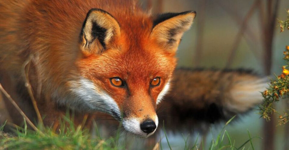 9 Clear Signs A Fox Is Sneaking Through Your North Carolina Yard