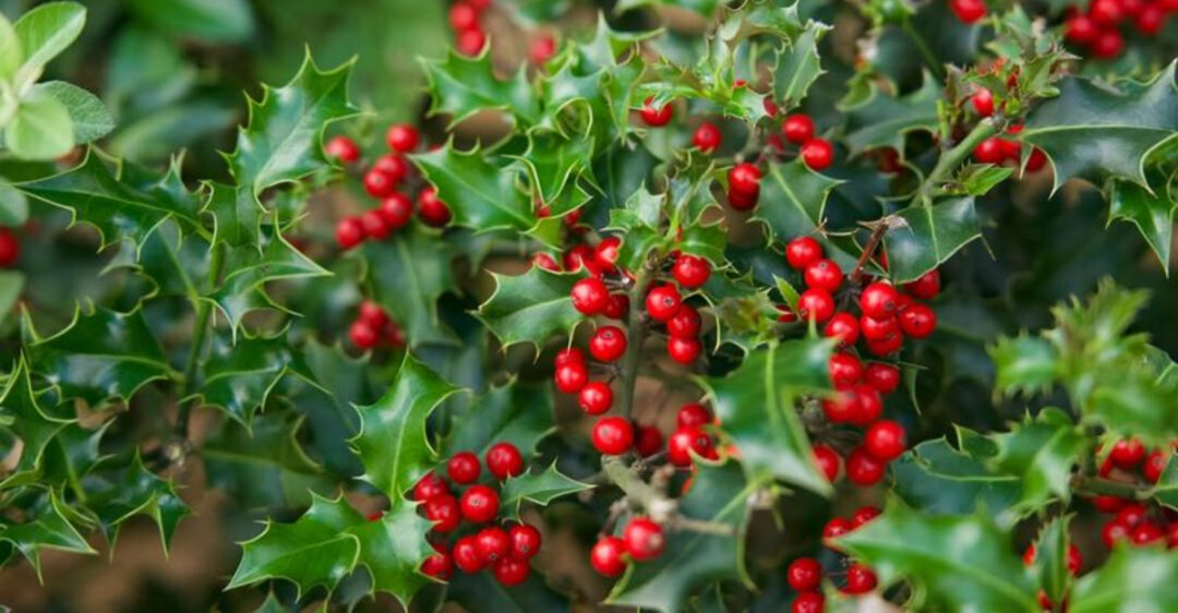 9 Pennsylvania Yard Bushes Birds Choose For Nesting
