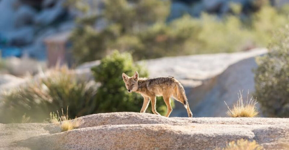 9 Smart Moves To Make When A Coyote Is In Your Oklahoma Yard
