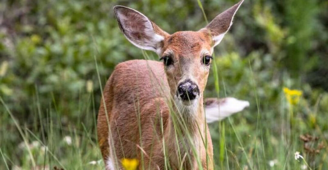 Animals In Michigan Yards That Carry Messages Of Hope