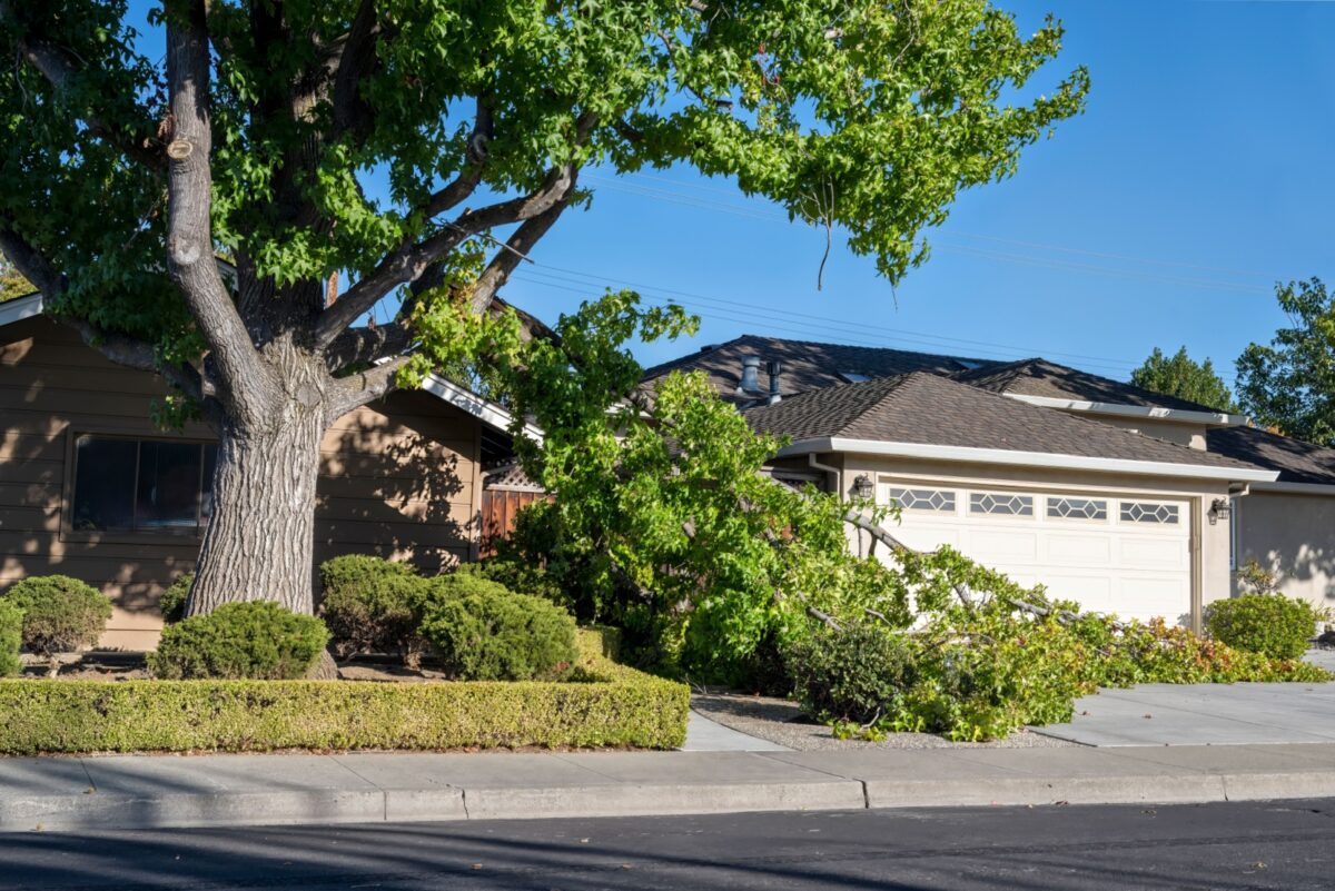 Are Georgia Homeowners Responsible For Damage From A Neighbors Fallen ...