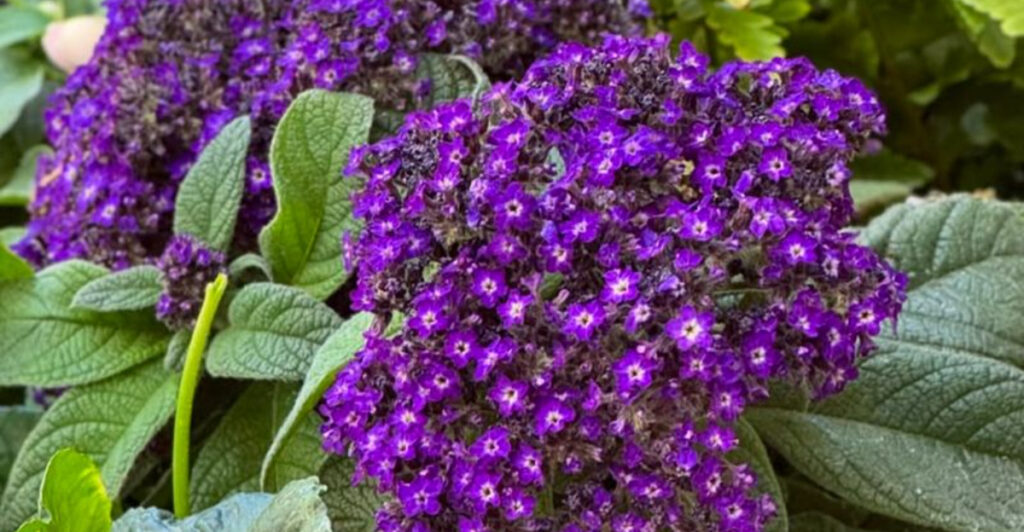 Beautiful Scented Flowers That Make South Carolina Gardens Smell Incredible