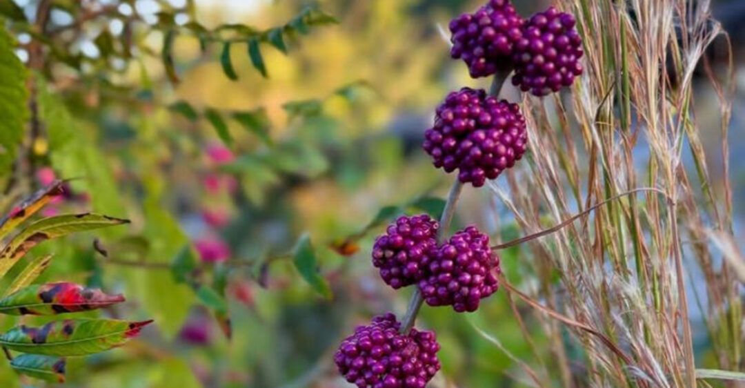 Berry Plants That Bring More Birds And Color Into Virginia Gardens