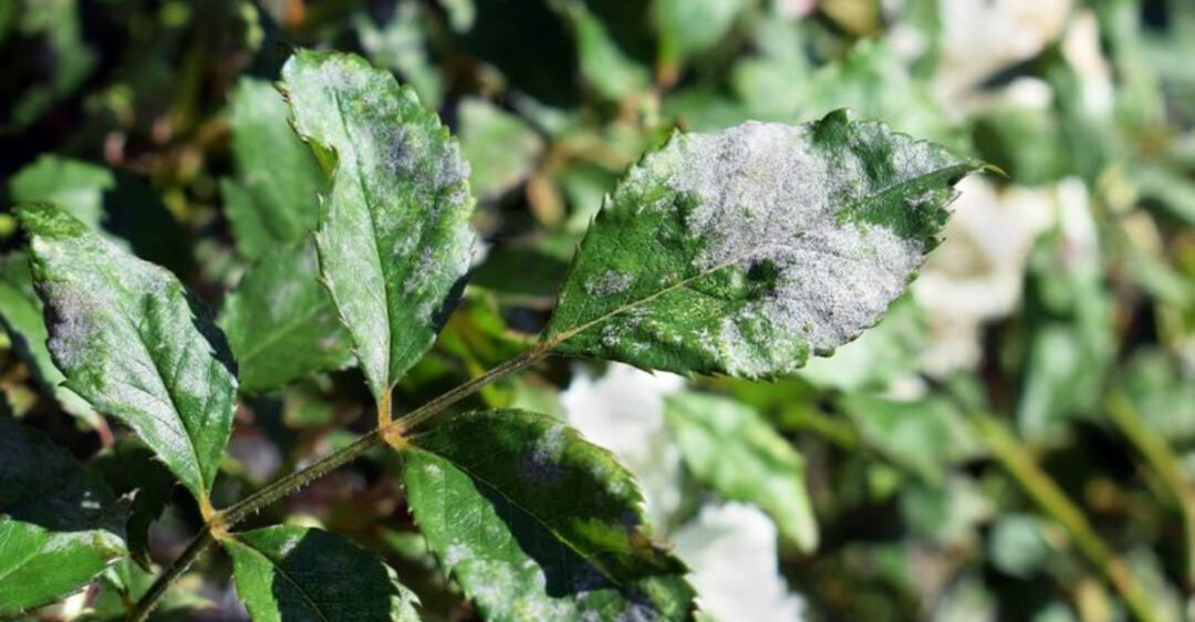 Common Rose Diseases Texas Gardeners May See This Winter And How To ...