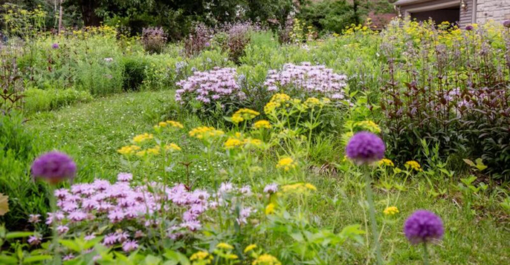 How Kansas Yards Are Transforming Into Stunning No-Water Meadows