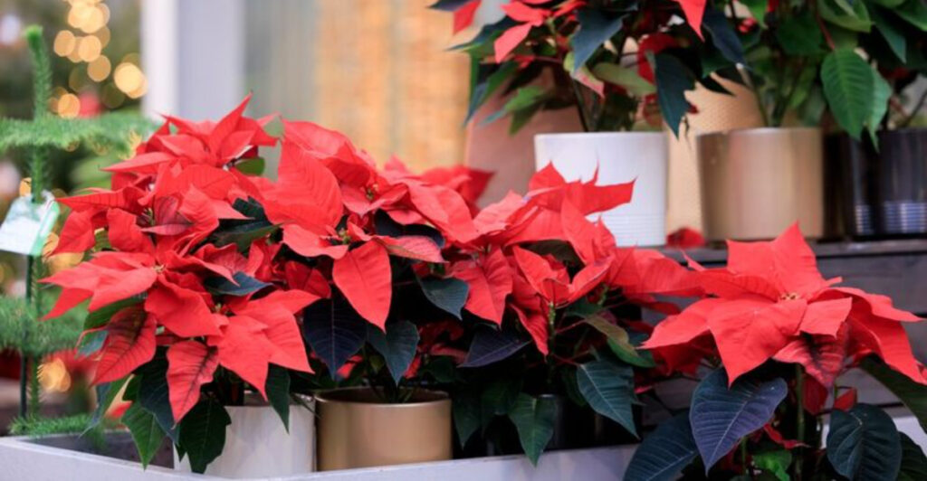 How Michigan Gardeners Keep Poinsettias Alive Through Dry Winter Air