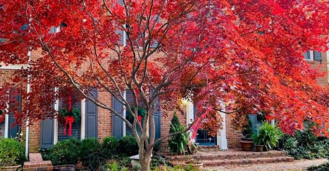 How To Choose Deciduous Or Coniferous Trees In North Carolina