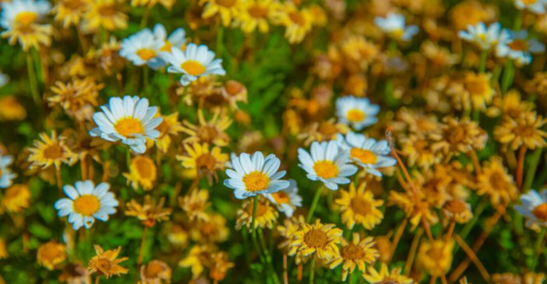 How To Grow A Wildflower Patch In Your California Garden