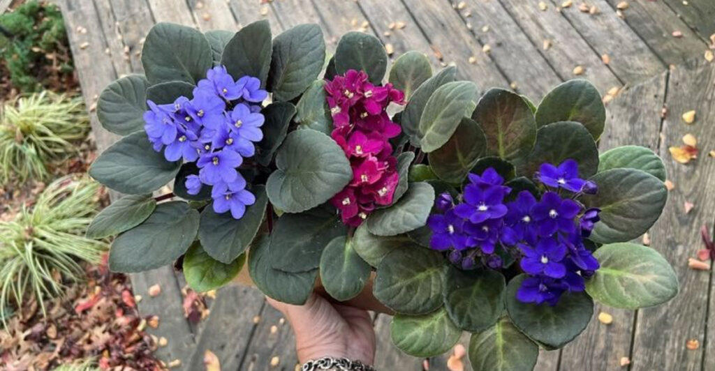 How To Help African Violets Bloom Again In Minnesota