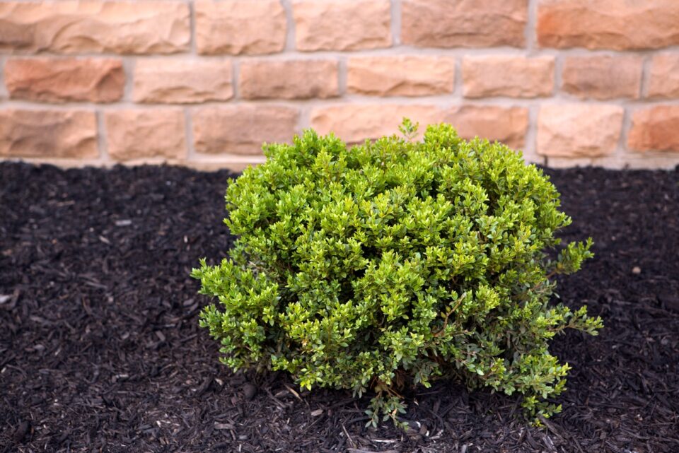 How To Protect Young Evergreen Shrubs In Colorado From Winter Burn