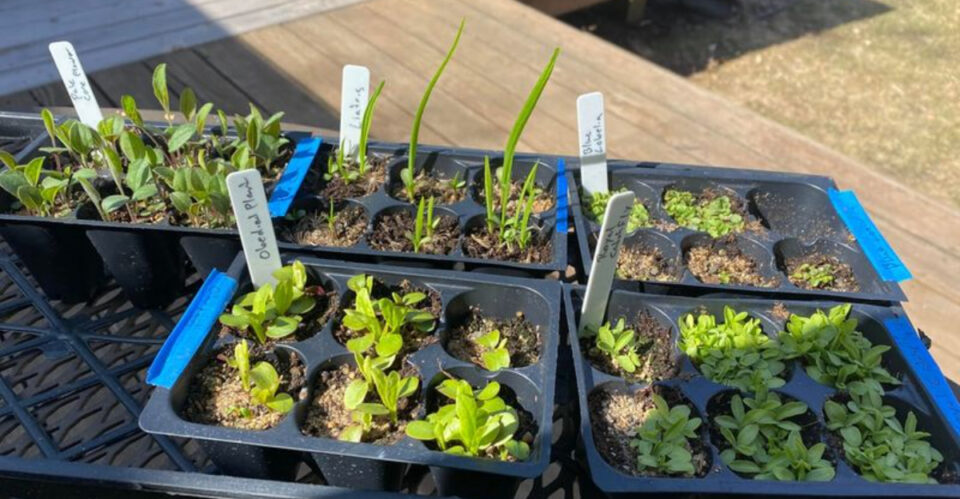 How To Winter-Sow Flower Seeds Successfully In Virginia