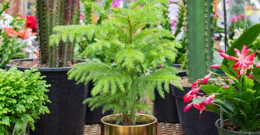 How Virginia Homeowners Maintain Green Norfolk Pines In Winter