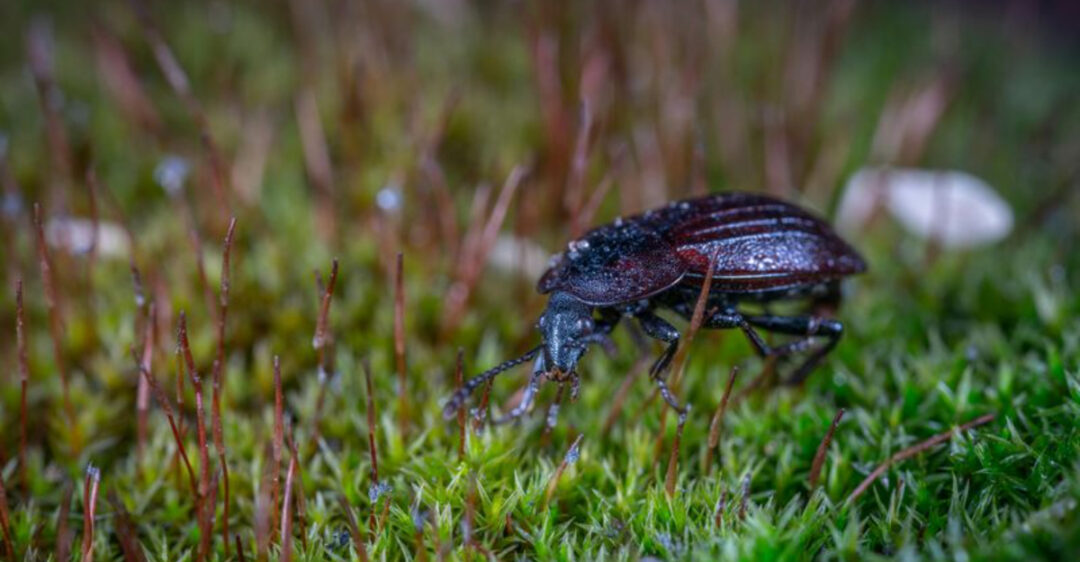Illinois Gardeners Are Reporting More Night Active Beetles Than Before