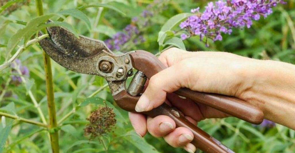 Marianne Binetti Offers Garden Tips Washington Residents Rely On