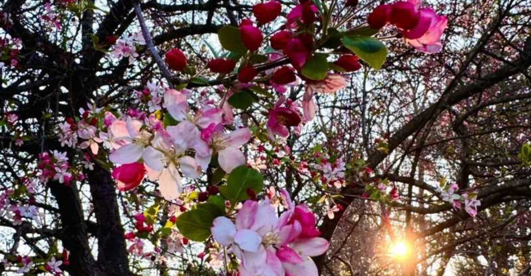 Prune This Tree In Late Winter For A Stunning Early Spring Display In ...