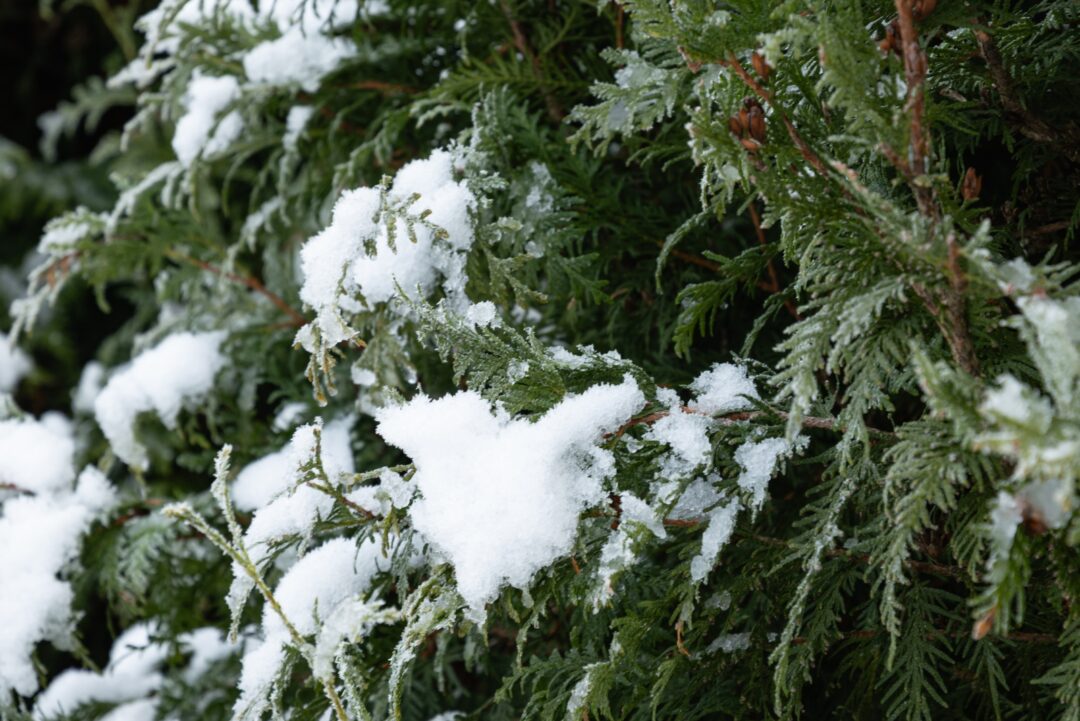 Snow May Hit Minnesota Soon — How To Stop Evergreen Branches From Breaking