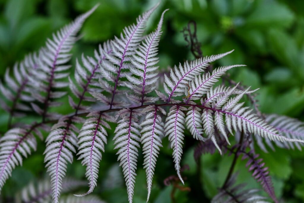 The 8 Most Striking Shade Plants In Minnesota