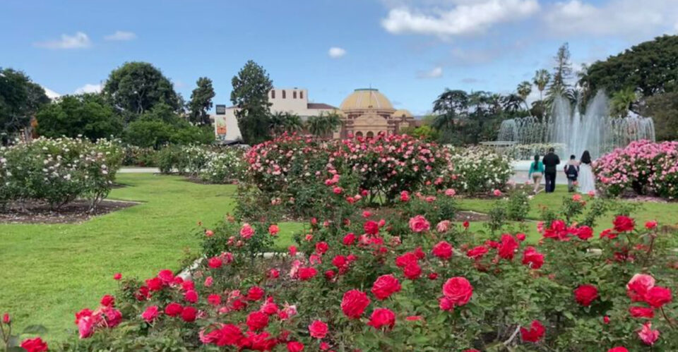 The Most Beautiful Public Rose Gardens To See In California This Winter