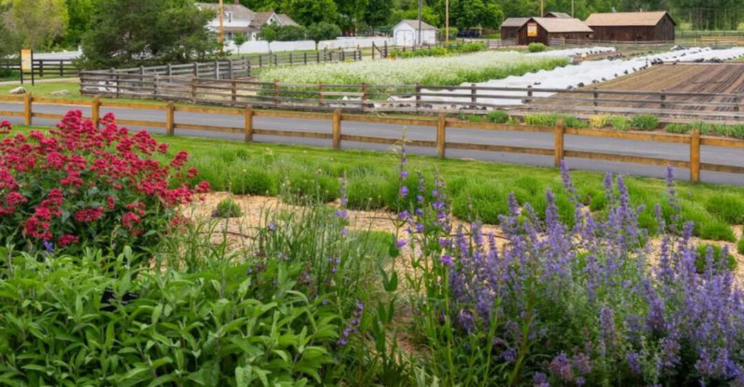 The Native Flower Mix Brings New Life To Colorado Front Yard