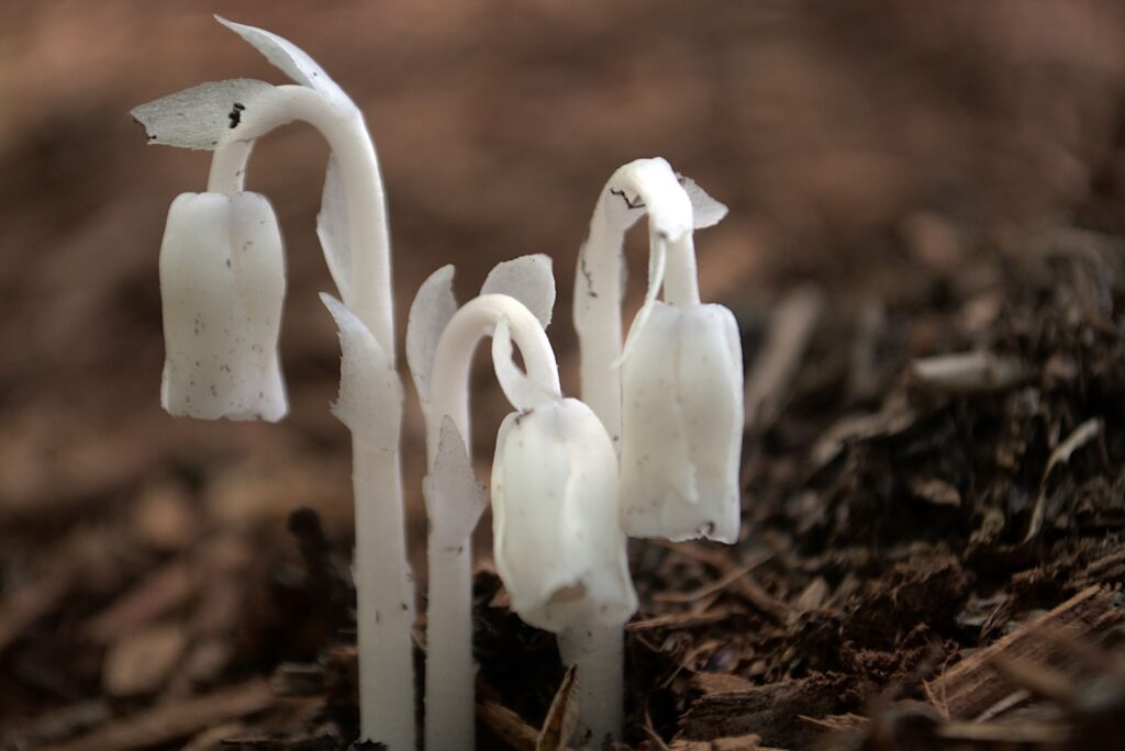 The Rare Ghost Plant Appearing In North Carolina Woods And What It Means