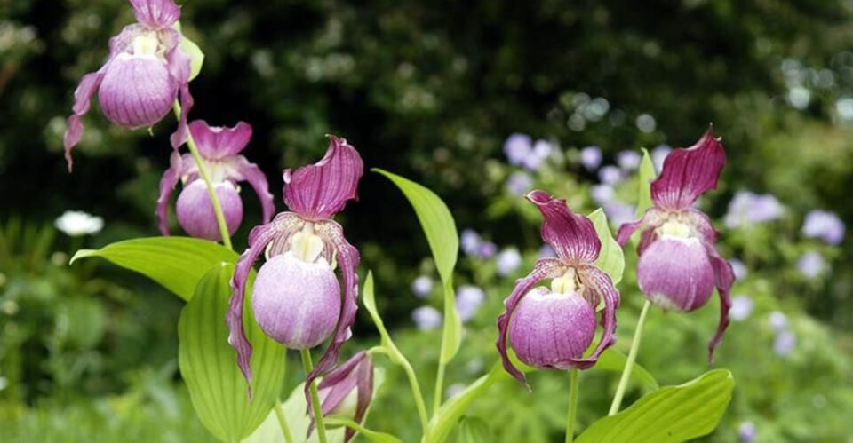 The Rare Lady Slipper Orchid Being Spotted By Minnesota Hikers This Winter