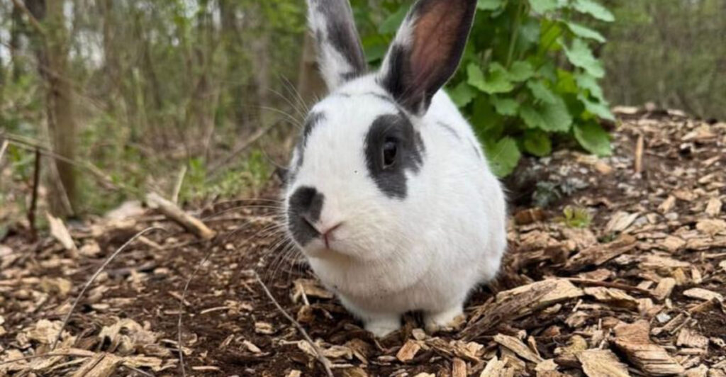 The Real Reason Rabbits Are Digging Holes In New Jersey Gardens And How ...