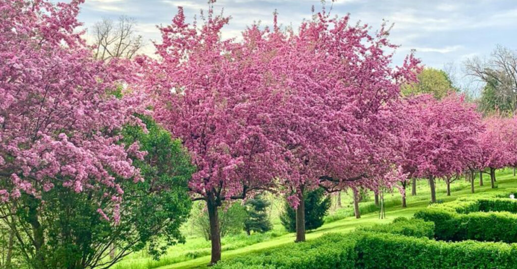The Top 14 Flowering Trees To Plant In Ohio Yards