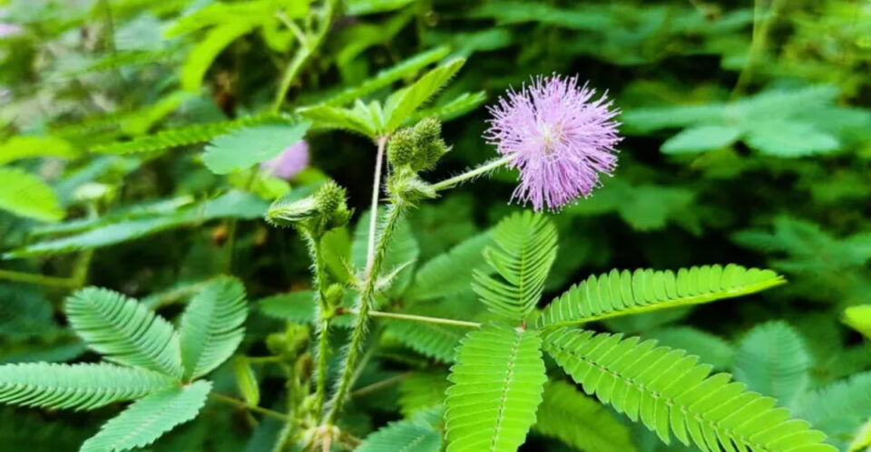 The Touch Me Not Plant North Carolina Gardeners Are Suddenly Obsessed With